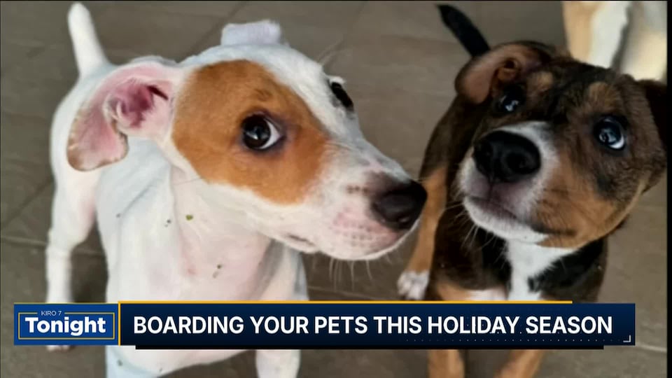 Video: Traveling with pets