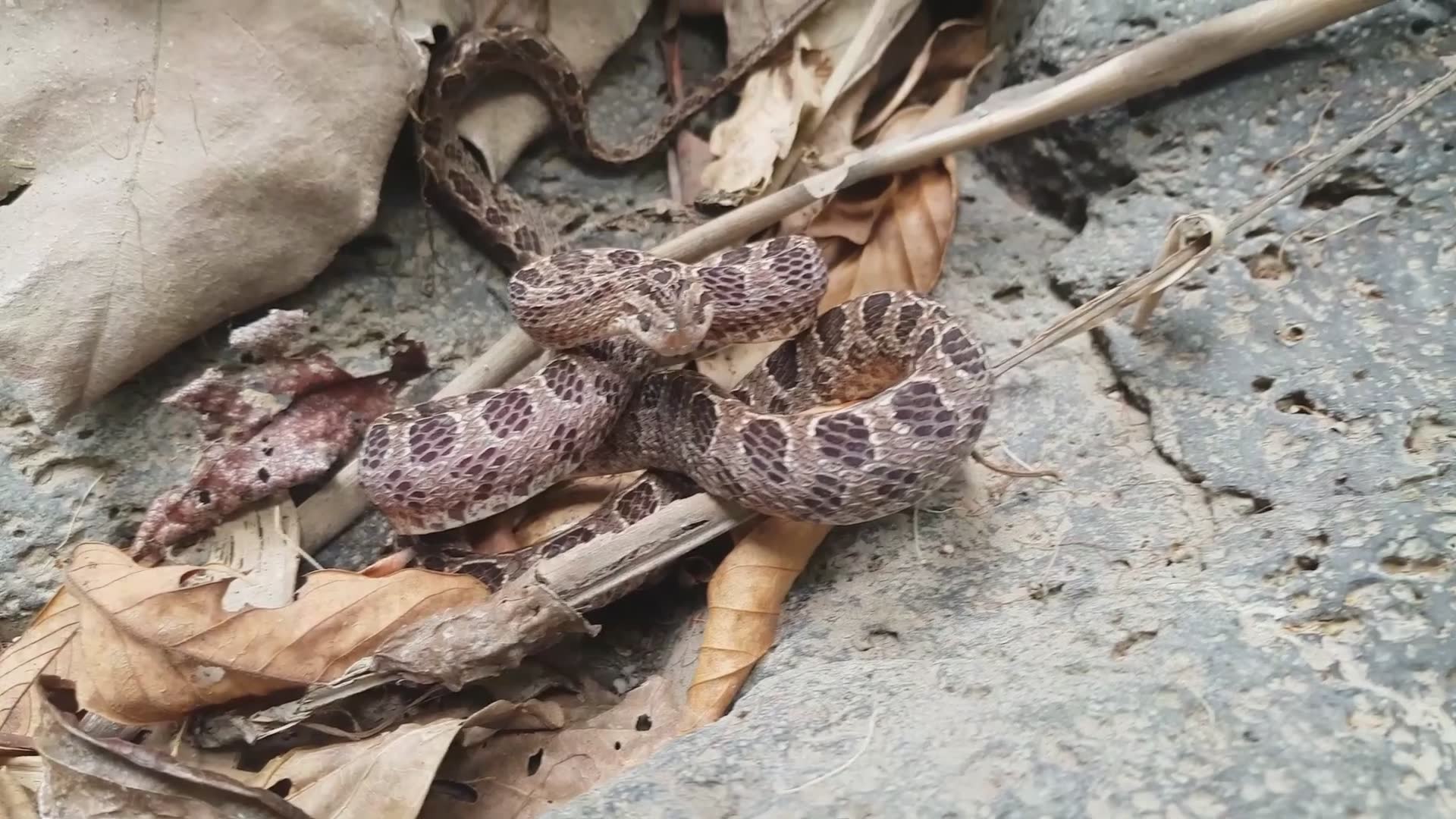 Identifying whether wild snakes are venomous or harmless
