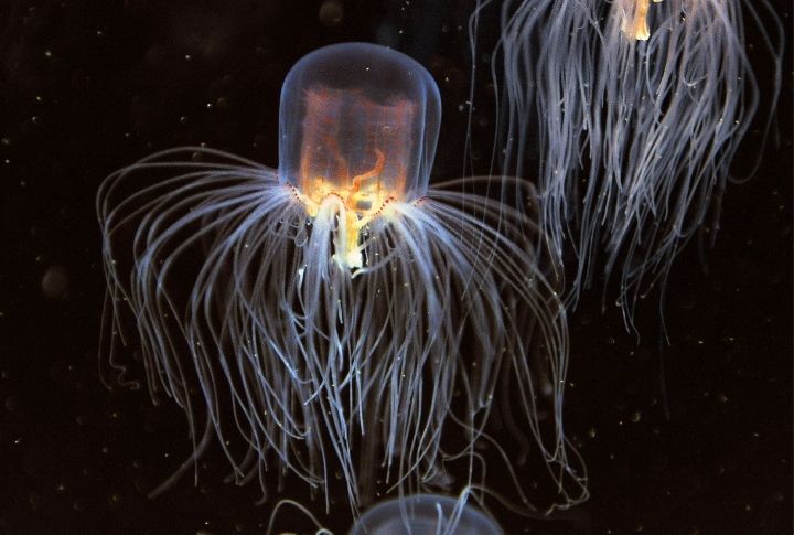 15 most terrifying sea creatures beyond sharks