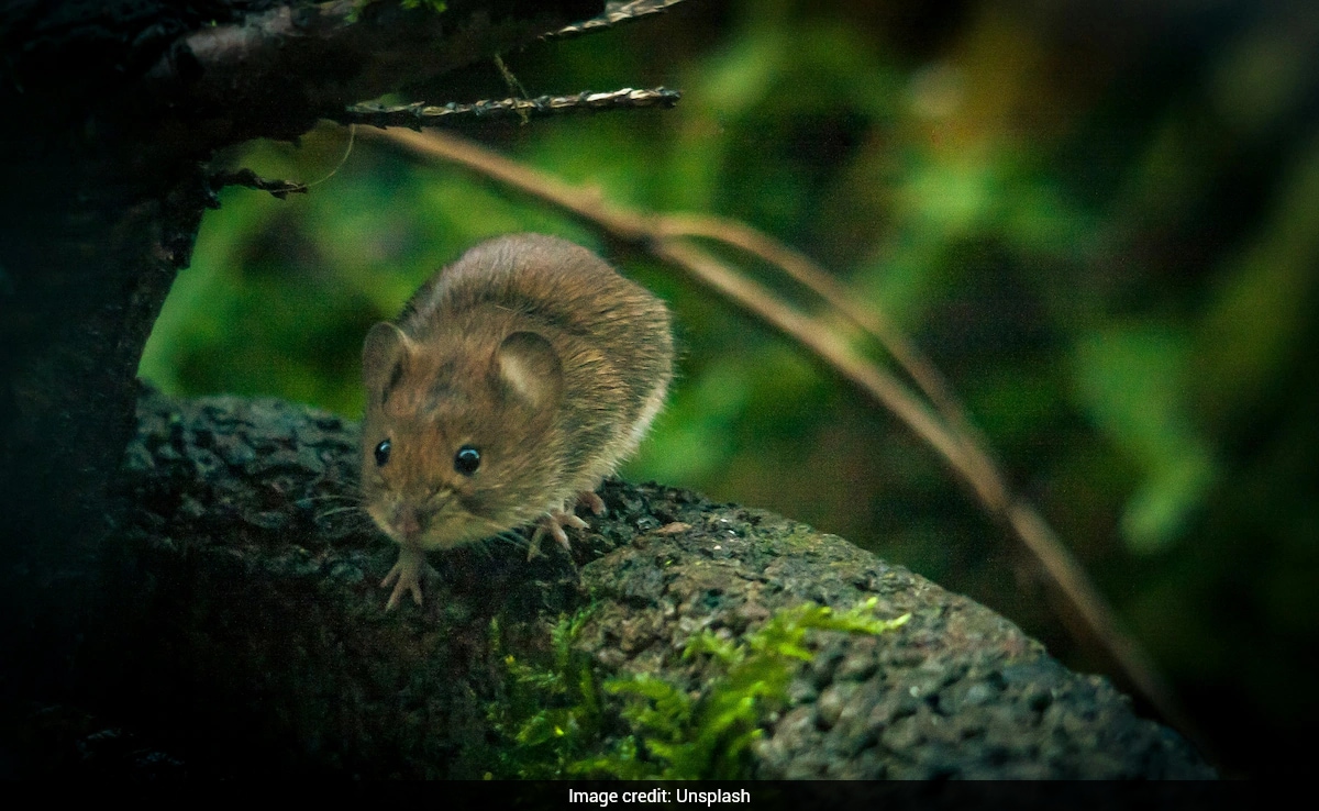 Researchers release dozens of laboratory mice into the wild. This ...