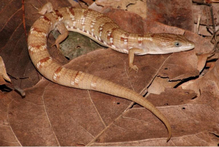 UNAM descubre especie de lagartija caimán que solo está en México