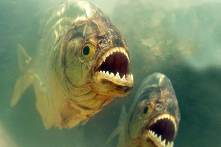Toddler eaten alive in horror piranha attack after falling into river ...