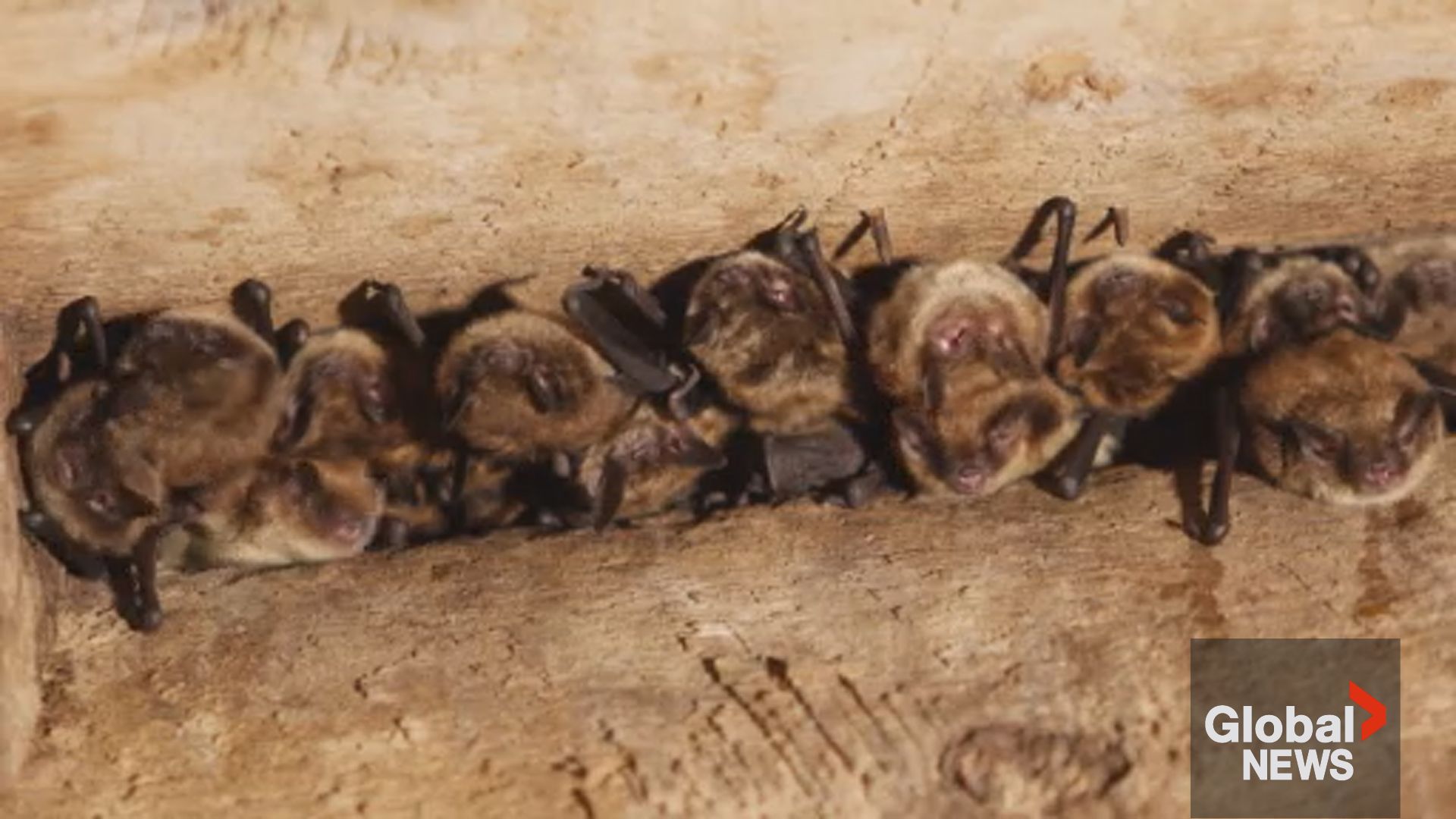 Deadly bat fungus 'white-nose syndrome' found in Alberta