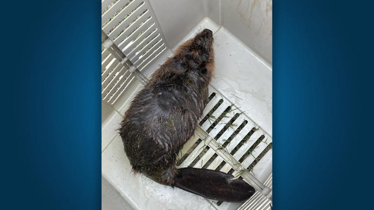 Beaver rescued from Austin reservoir