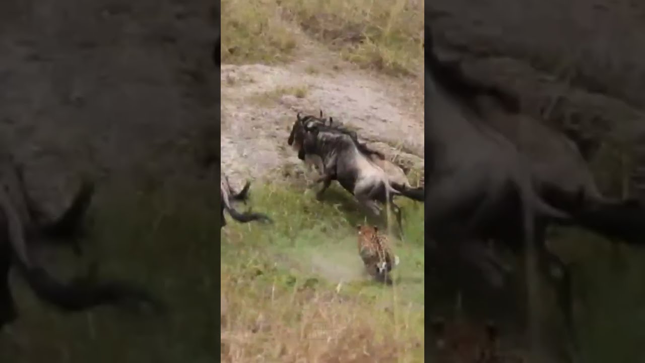 Leopard misses gnu in daring failed hunting attempt