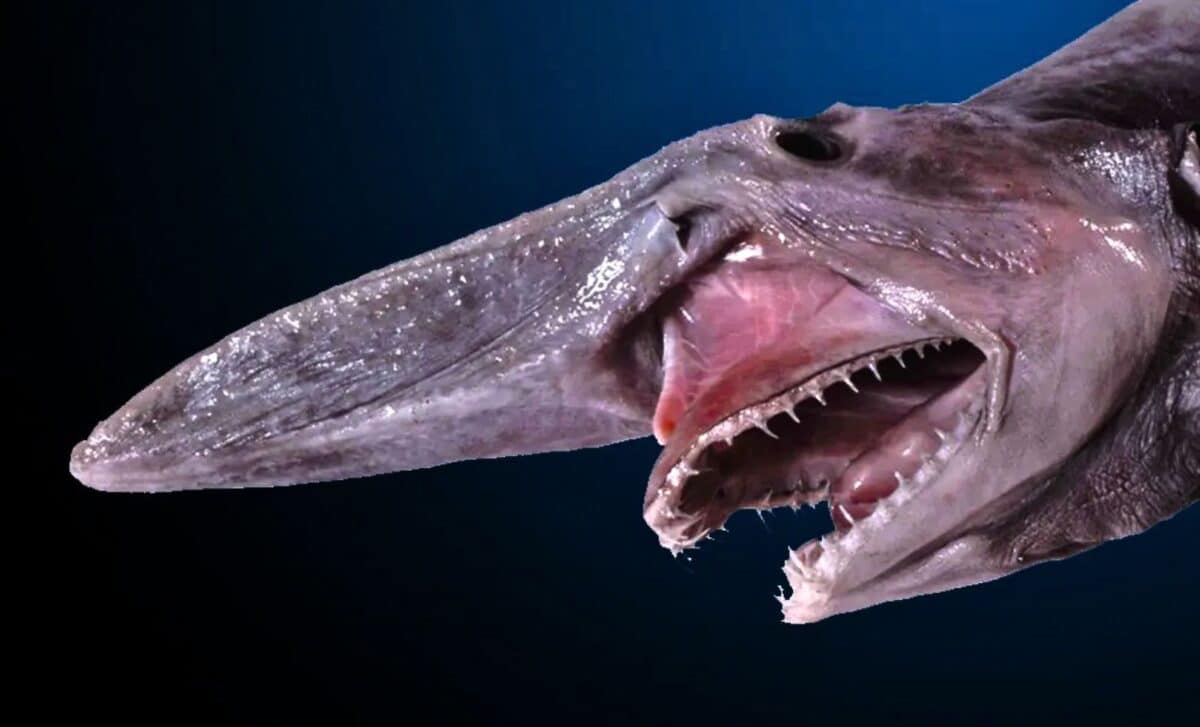Meet the goblin shark, a deep-sea predator with the fastest bite ever ...