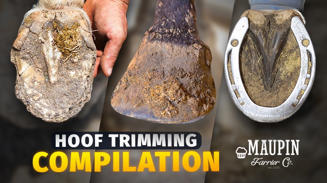 Prepare for ultimate hoof trimming satisfaction