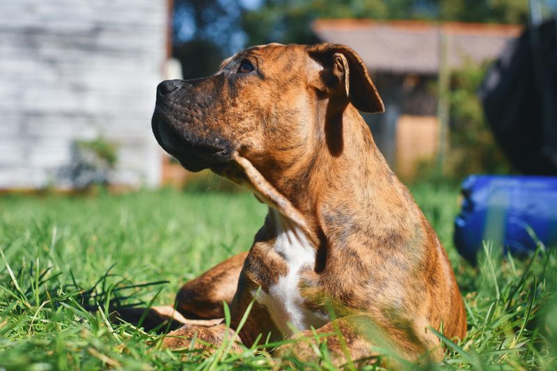 Meet 8 incredible brindle dog breeds