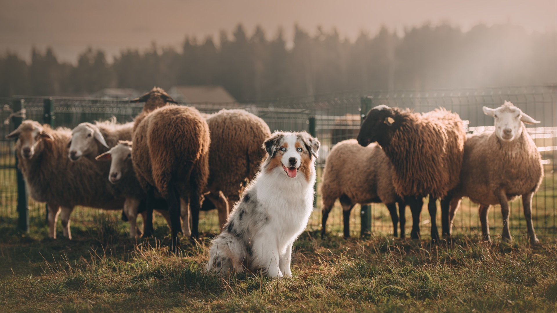 8 best dogs for herding on small farms
