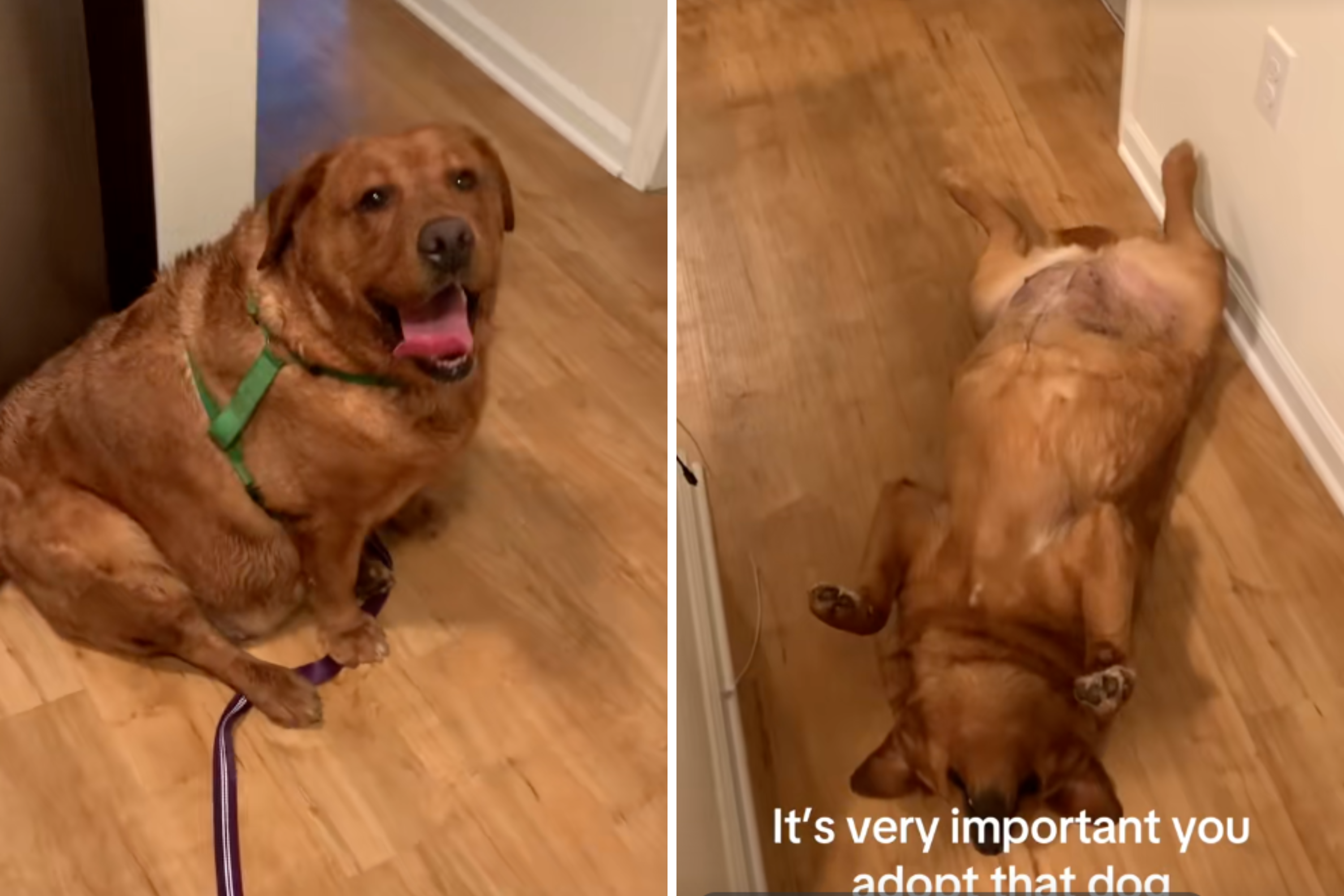 Man adopts obese Labrador on PetFinder, hearts melt at what happens next