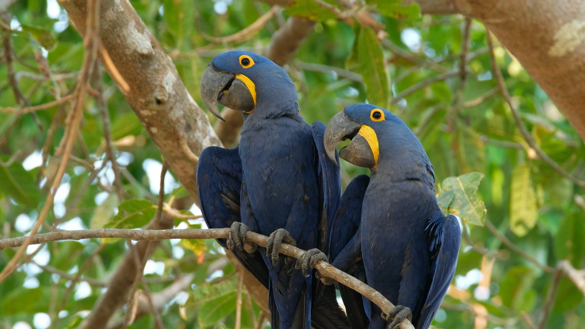Ara: da vicino, i colorati pappagalli dalla coda lunga