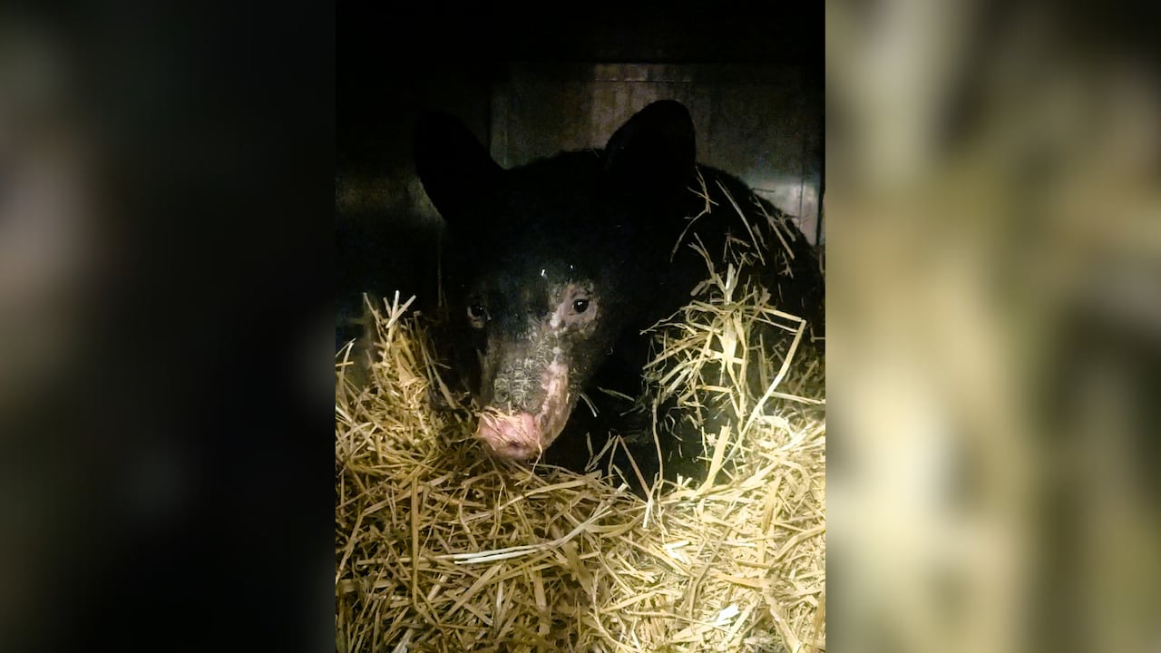Valkyrie, the black bear cub found with severe burns in December, is ...