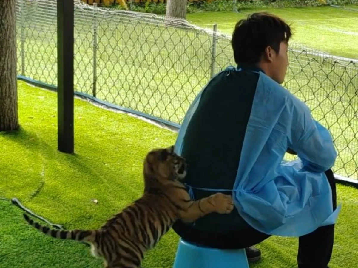 Filhote de tigre tenta atacar humano e rouba a cena pela fofura