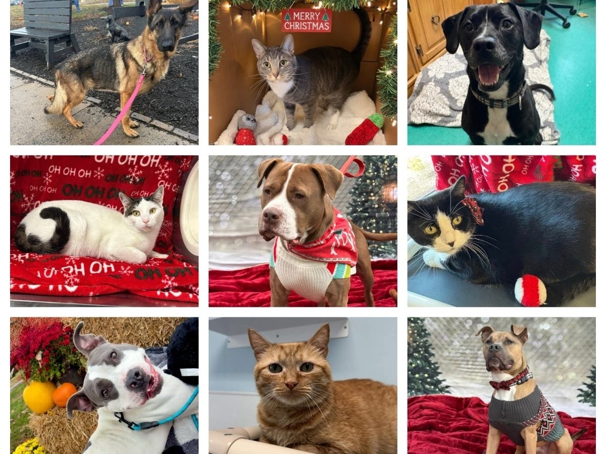 Holiday adoption special at Somerset Regional Animal Shelter