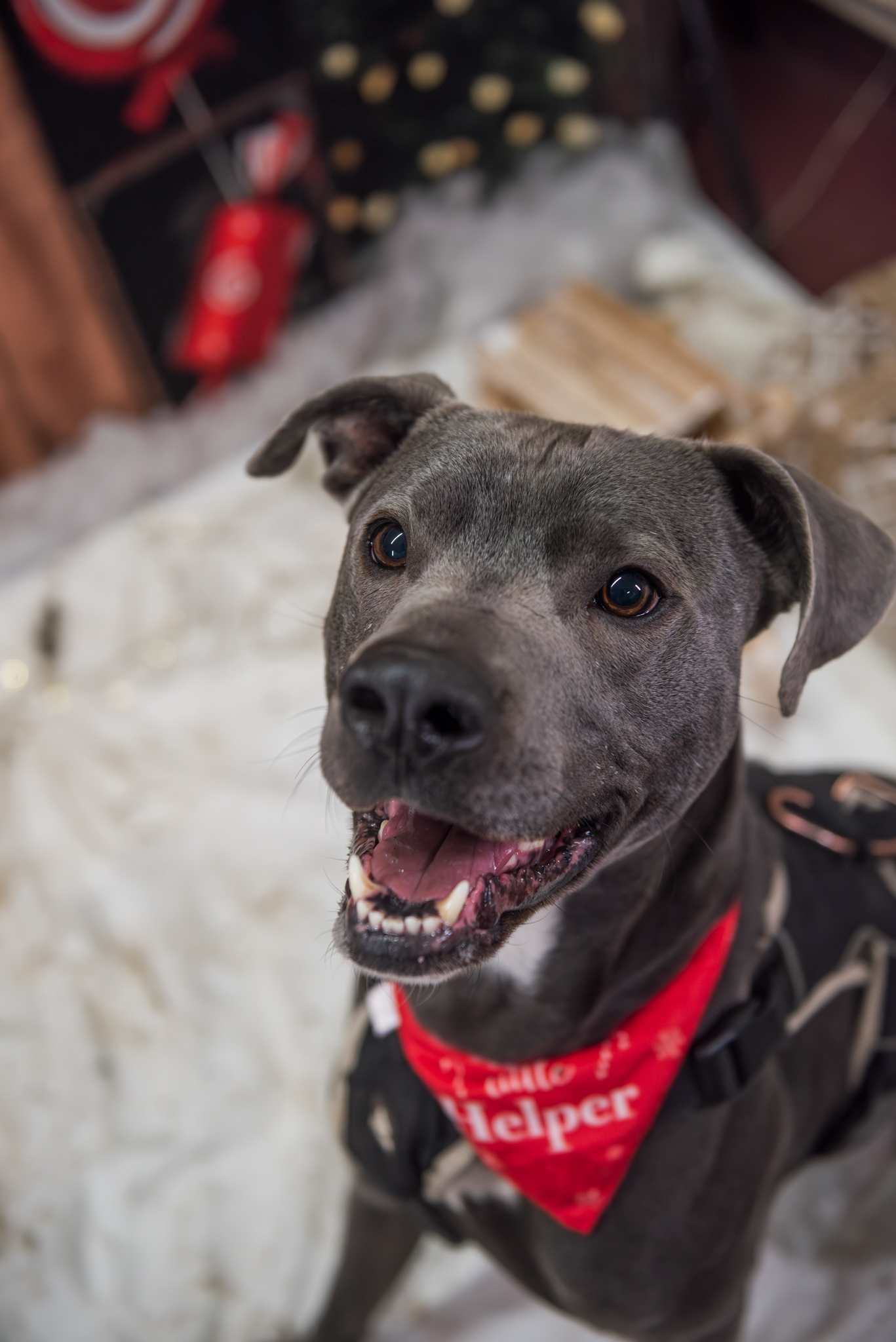 Explore 20 absolutely adorable photos of Holly Hedge Animal Sanctuary's ...