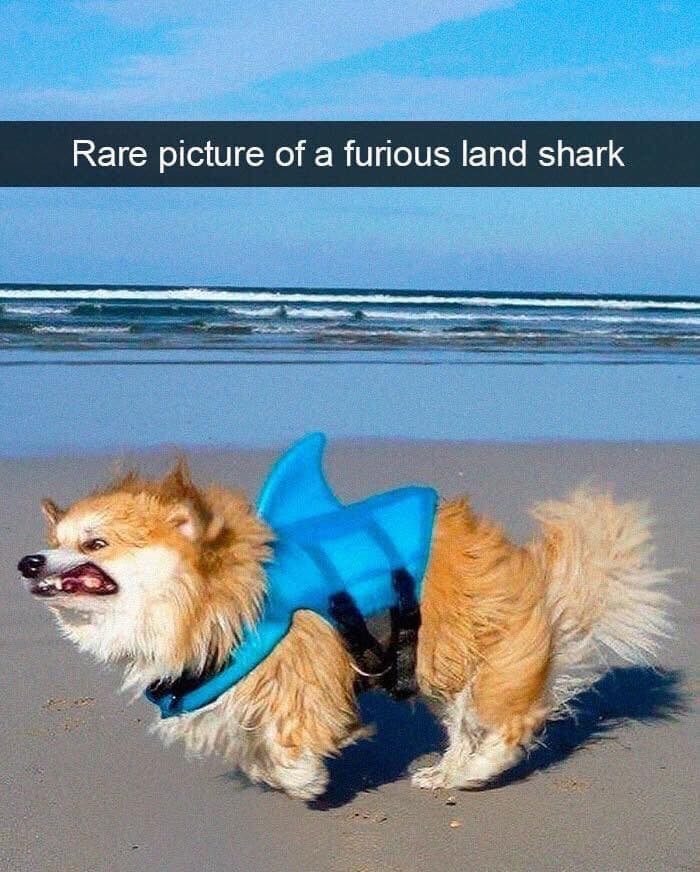 24 silly snaps of doggos showing that the happiest moments in life come ...