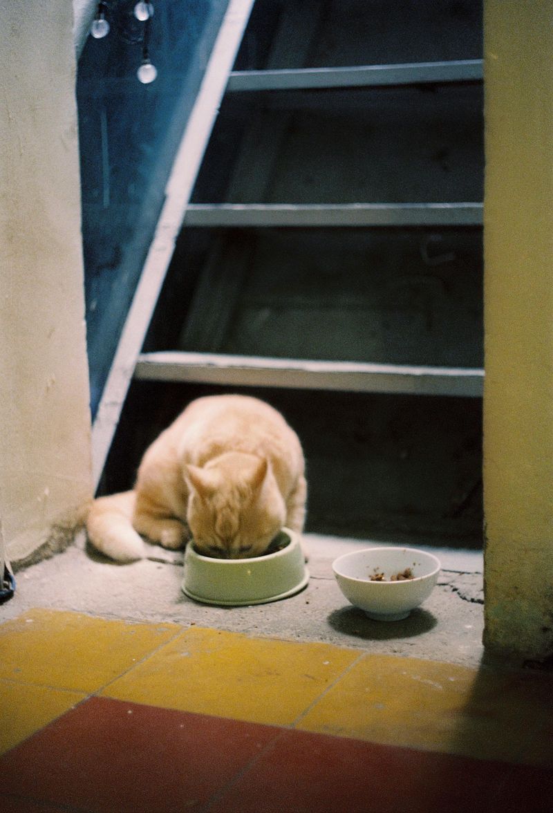 If your cat is stressed out, they’ll give these 7 warning signs