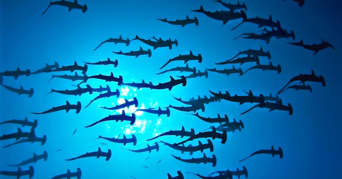 Just how big can a hammerhead shark get?