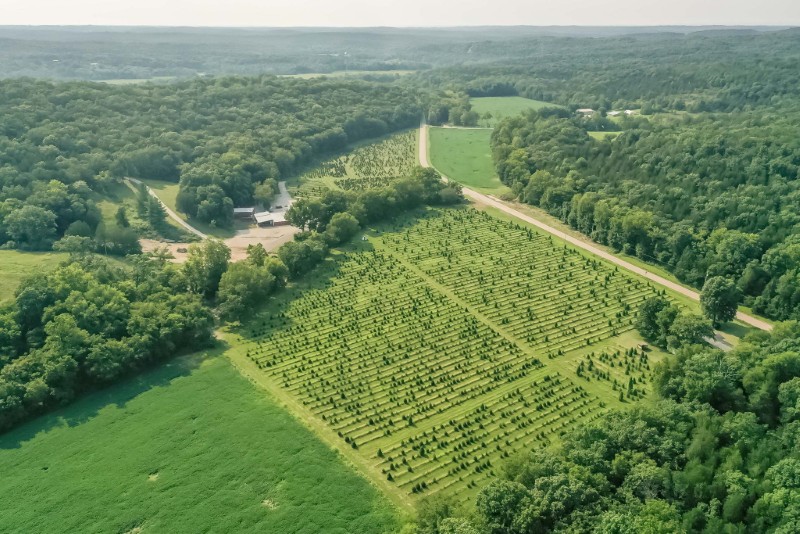 A 150-acre Christmas tree farm in Missouri is up for grabs for the holidays