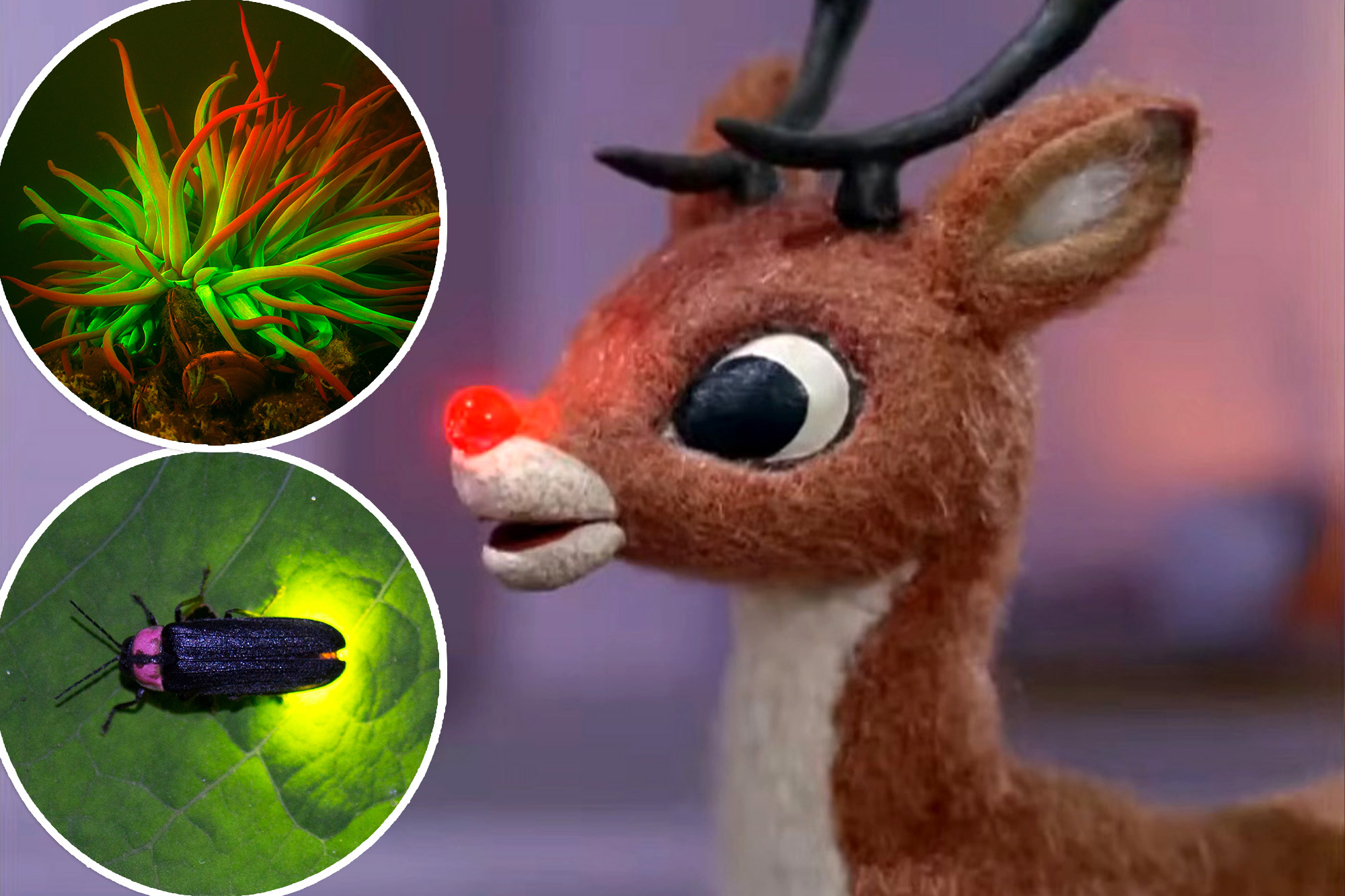 How did Rudolph’s red nose glow so bright? Scientists have a simple theory