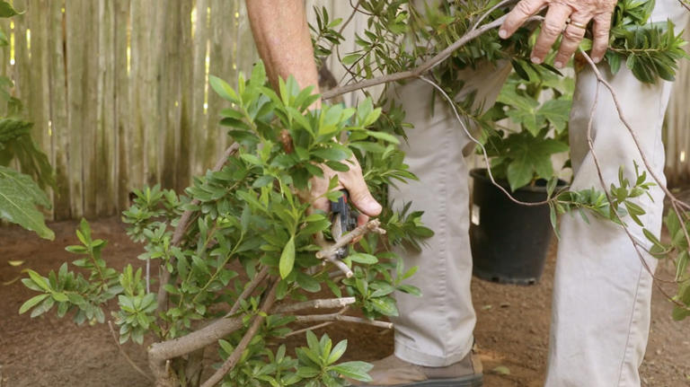 Don't prune this shrub in winter - it will only decrease its spring blooms