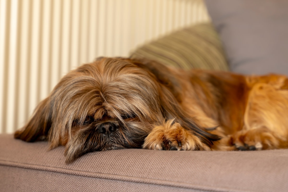 Alarmed Shih-Tzu who looks straight out of 'Star Wars' rocks alien antennas
