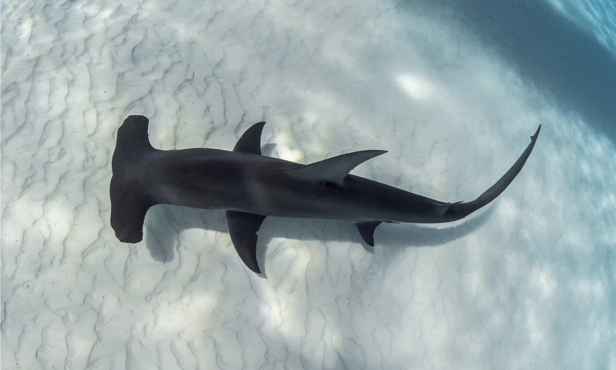 Just how big can a hammerhead shark get?