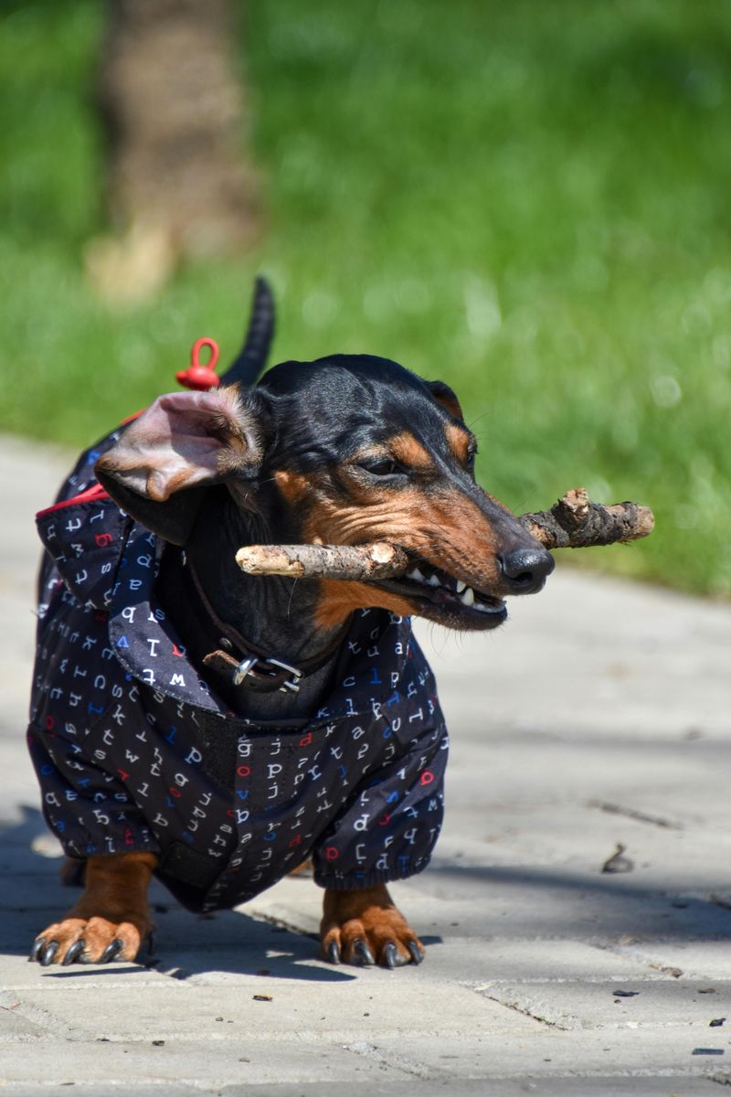Learn why miniature dachshunds require extra training