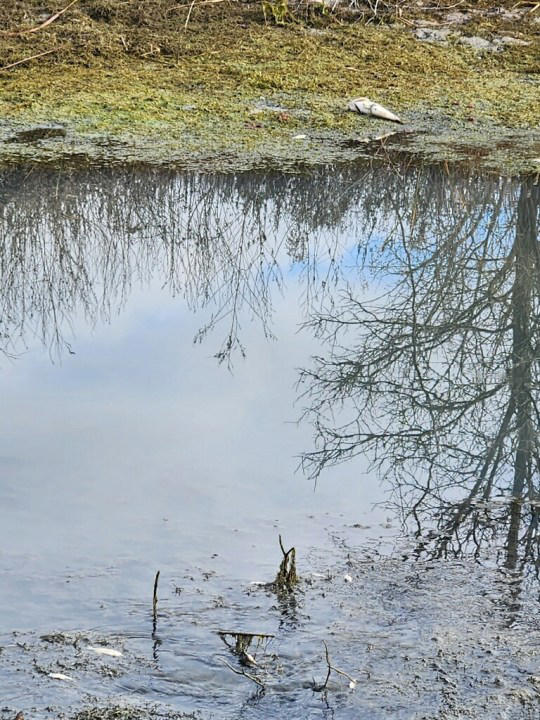 200,000-gallon sewer overflow kills fish in Pflugerville creek