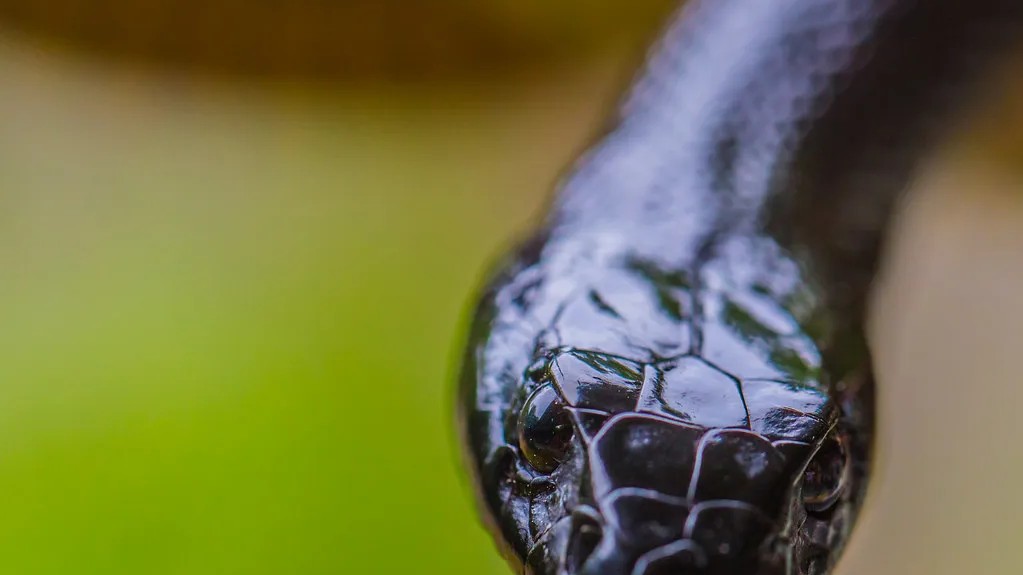 The world's venomous snakes, ranked from most deadly to least dangerous