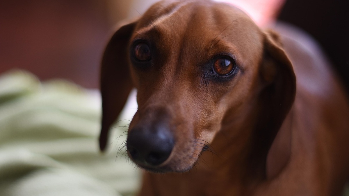 Signs that indicate a dog may be dying and how to be with it