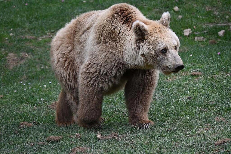 These rare Italian bears have evolved to be surprisingly chill