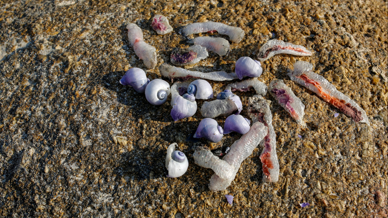 Mysteriously rare purple shell washes up on the seashore - here's the ...