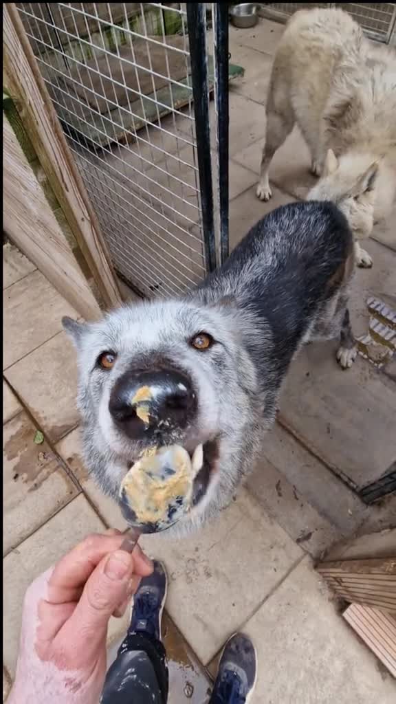 Watch this wolf go wild for peanut butter