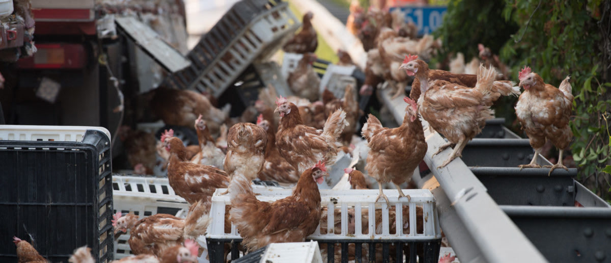 'We shot the chickens': Troopers shoot chickens on highway