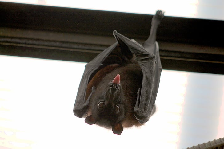 If you find a bat in your house, health experts say you should assume a ...
