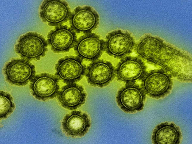 Explosion de la grippe dans le Nord-Est : le variant H3N2 inquiète