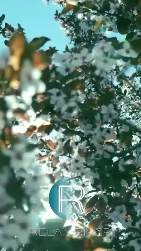 Spring blossoms & sunlight | Serene nature relaxation with tranquil music