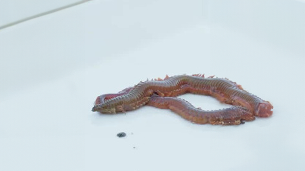 The clam worm: One of the ocean’s strangest creatures