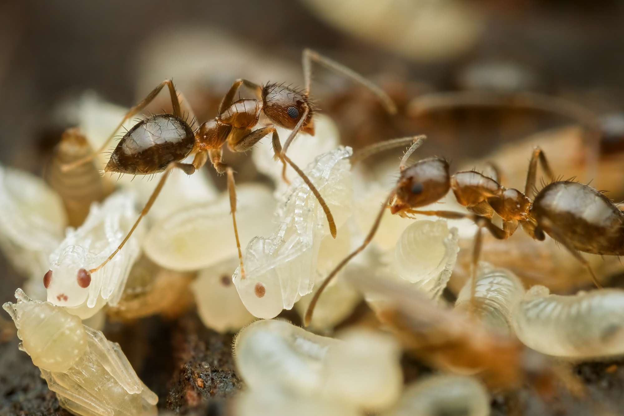 Sick ant pupae can signal workers to kill them with a unique odor to ...