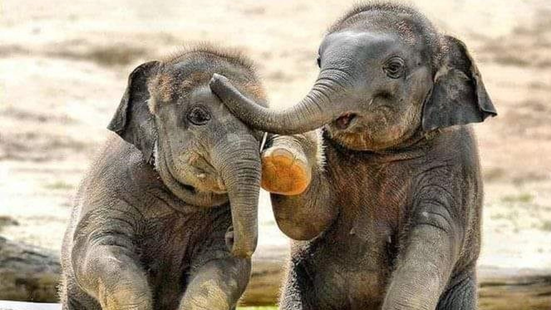 7 unbelievable animal friendships that are just adorable