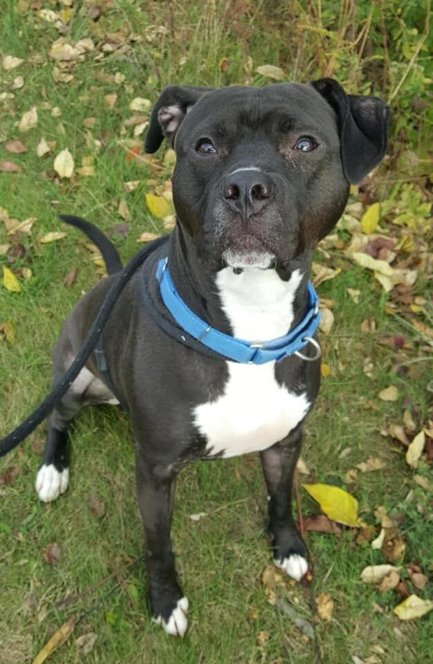 Northeast Ohio dog named Onyx who spent 7 years in shelter finally adopted