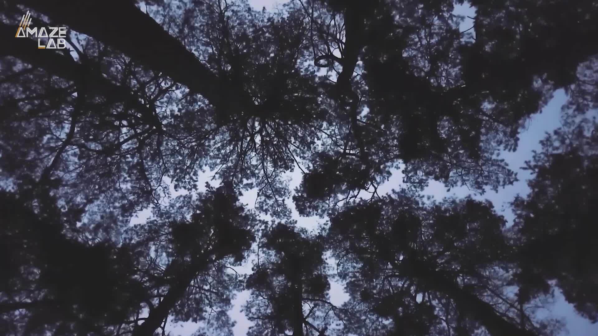 Can a "wood-wide web" of fungi really connect trees in a forest?