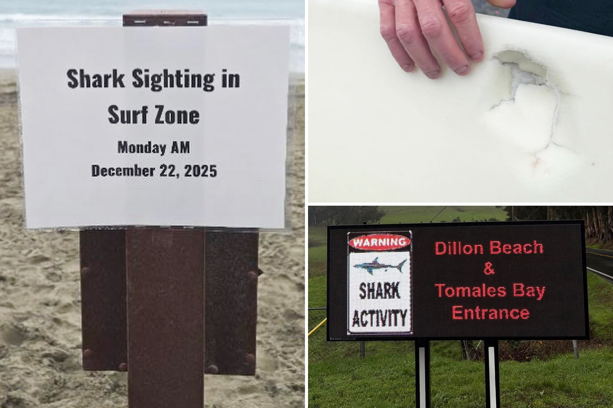 Surfer lucky to be alive after near death brush with great white in ...