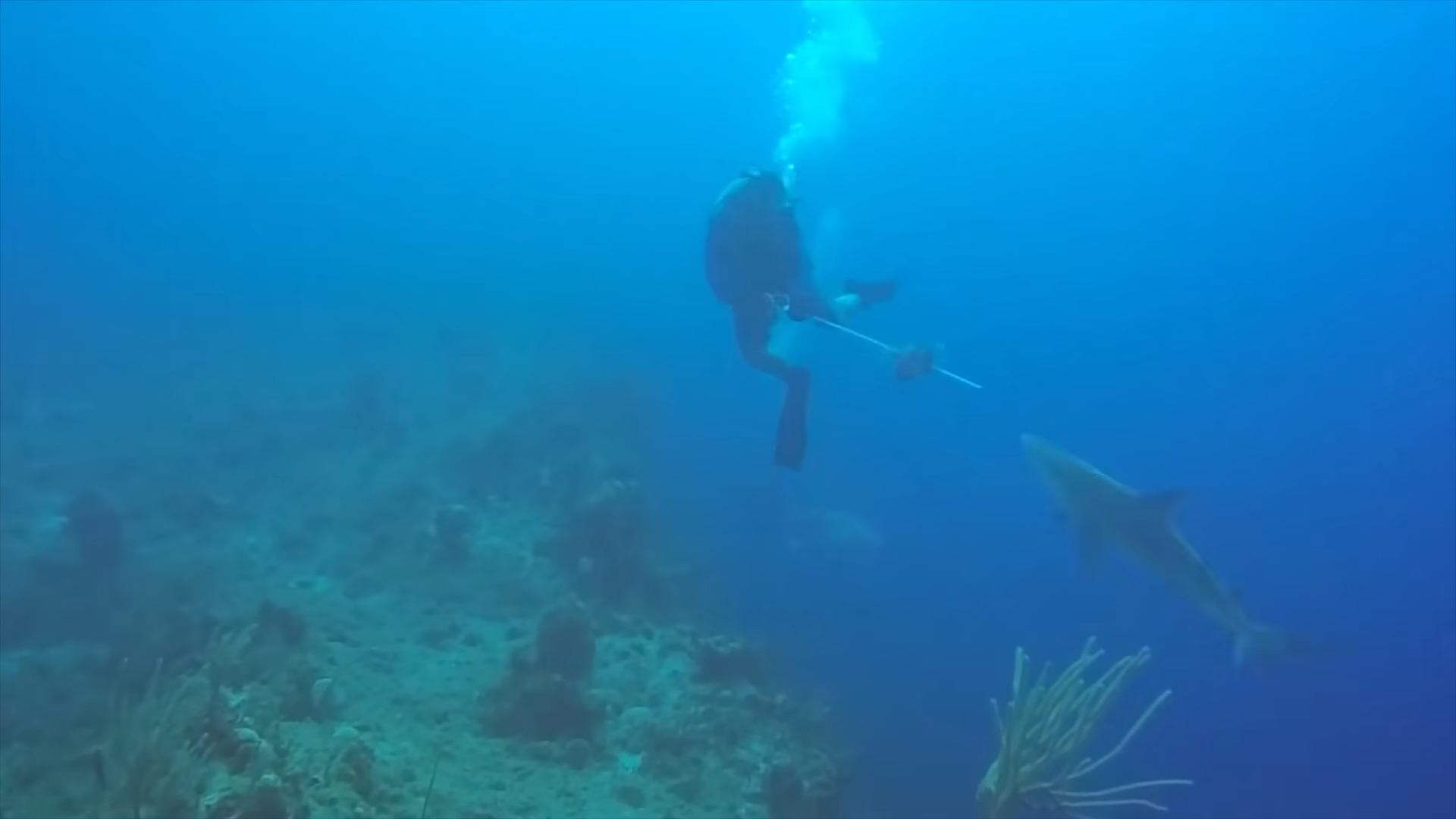 These divers tried to train sharks - it almost ended tragically