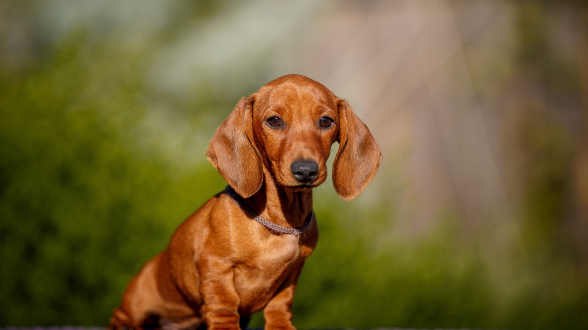 Learn why miniature dachshunds require extra training