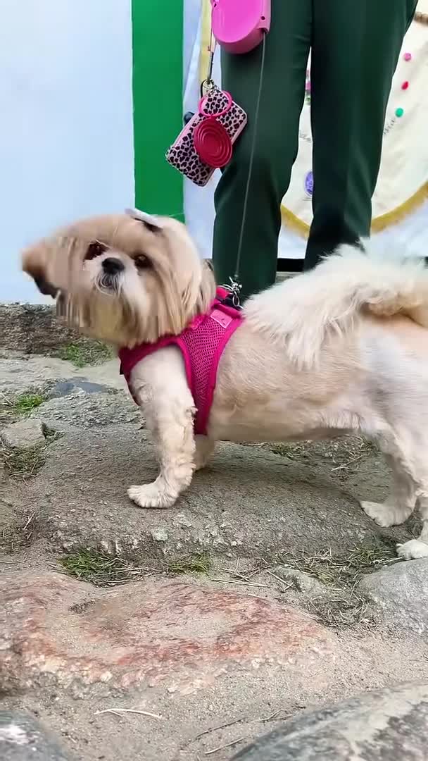 Adorable shaggy pup enjoys gentle pets outdoors!