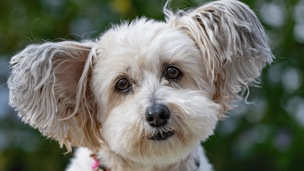 Signs that indicate a dog may be dying and how to be with it