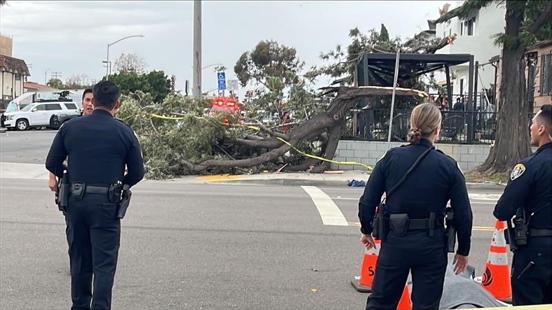 Pedestrian dies after 75-foot tree falls in City Heights