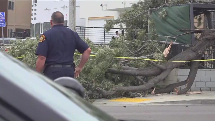 San Diego family mourns after falling tree kills man, accuses city of ...